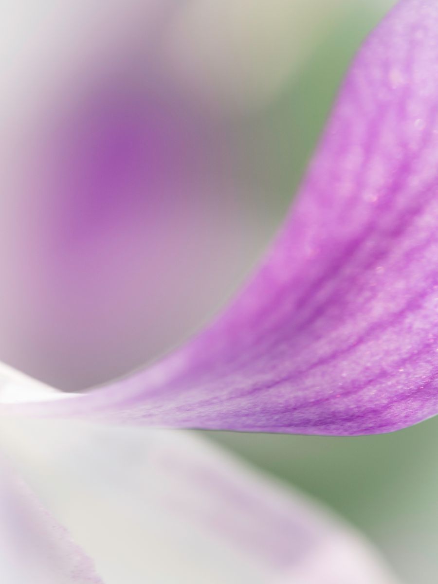 妖精の翼 | GANREF