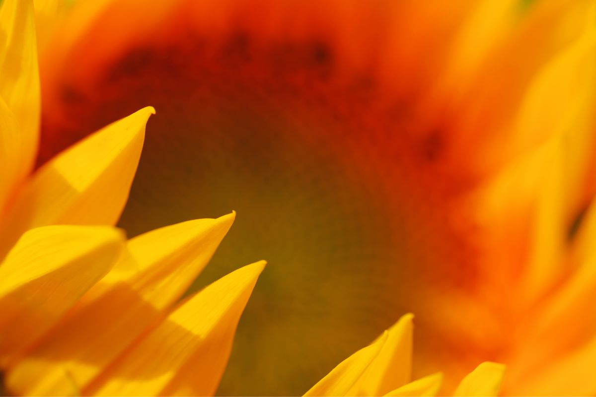 Soler Flare | GANREF