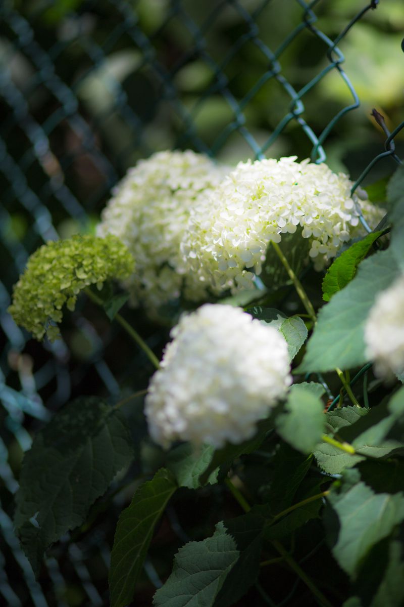 優しいWhite | GANREF