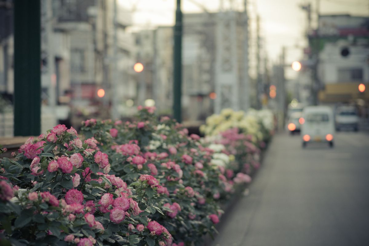 on the way home... | GANREF