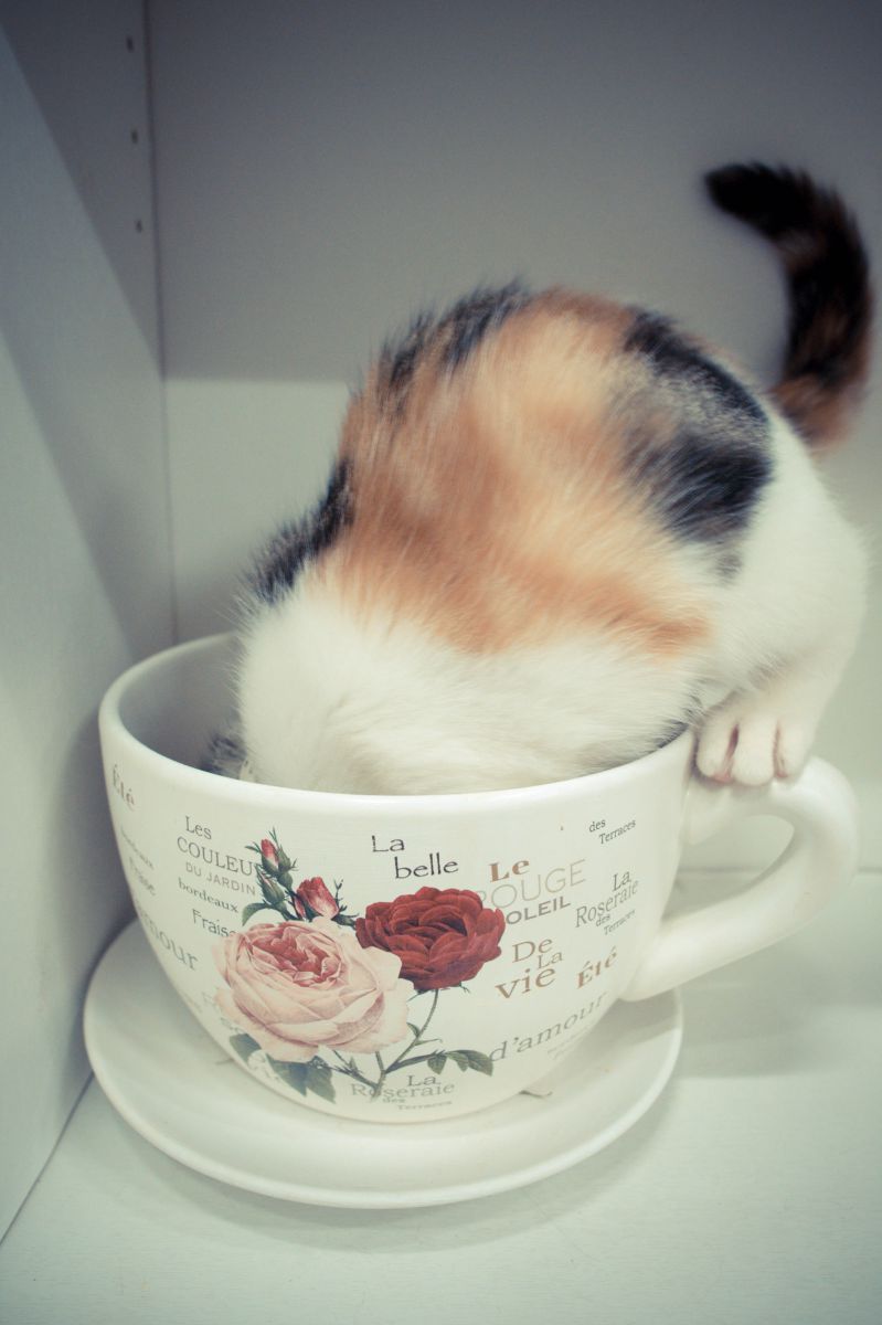 Tea Cup Cat | GANREF