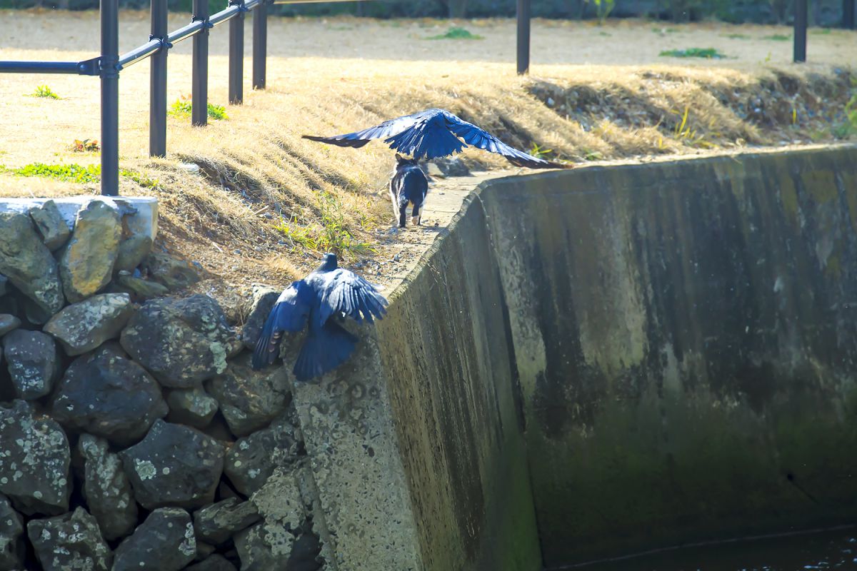 ちょ、待てよ! | GANREF