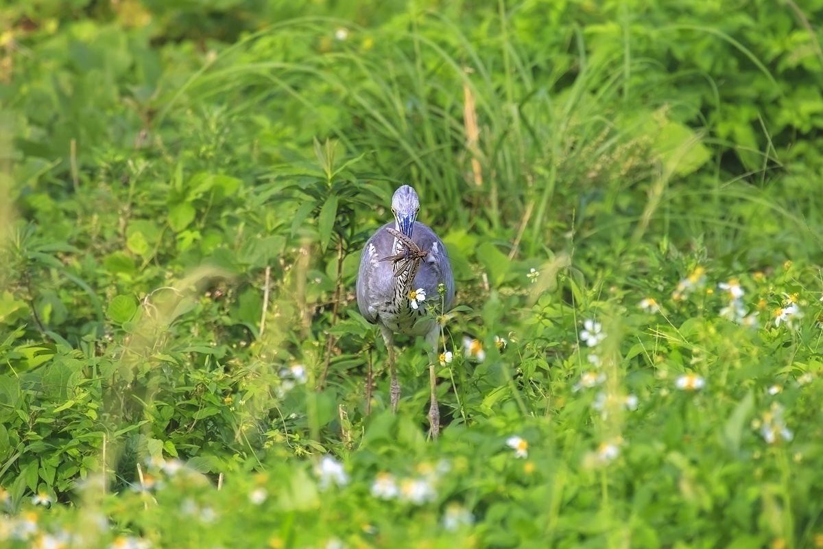 見て下さい、これ獲りました。 | GANREF