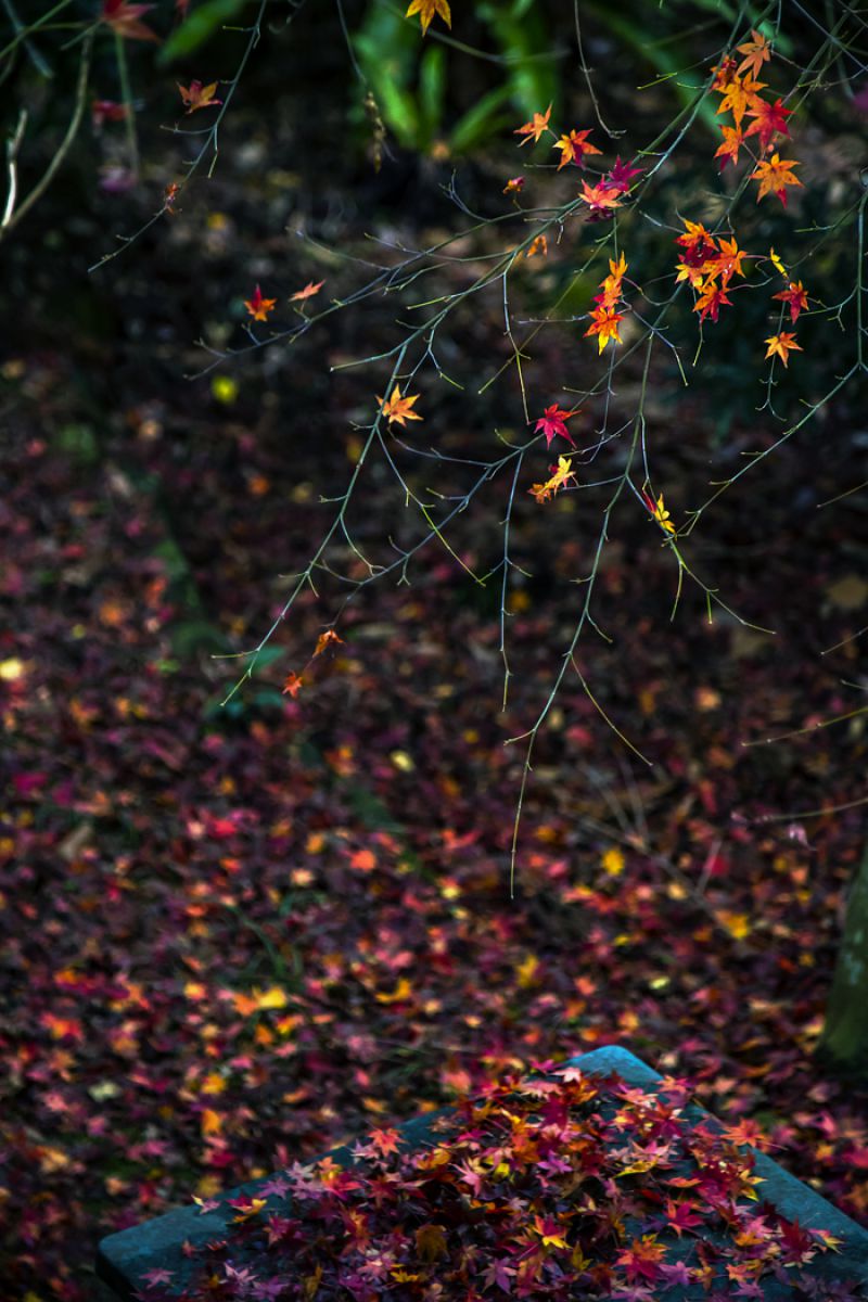 もみじ ちりぬる3 | GANREF