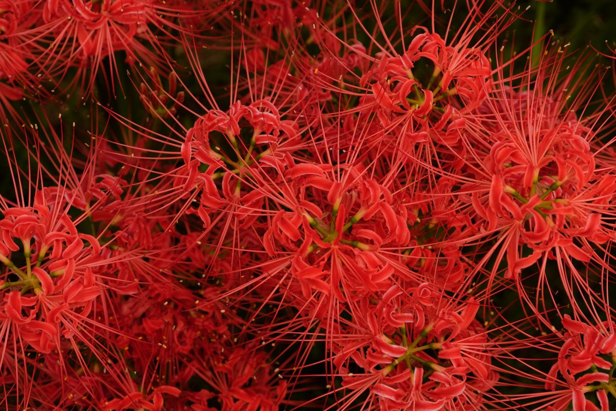 fire flower | GANREF