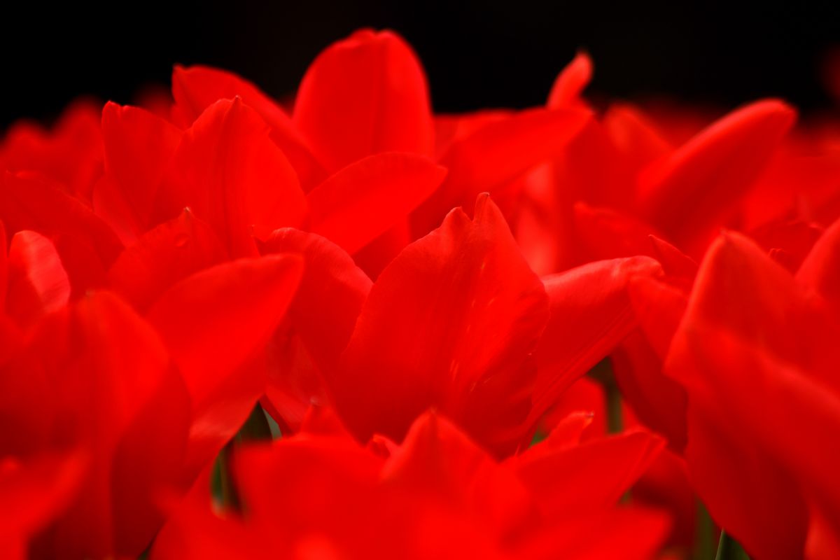 Red Impulse | GANREF