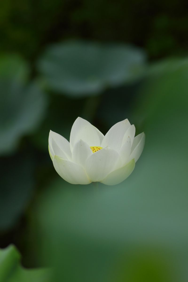 White Lotus | GANREF