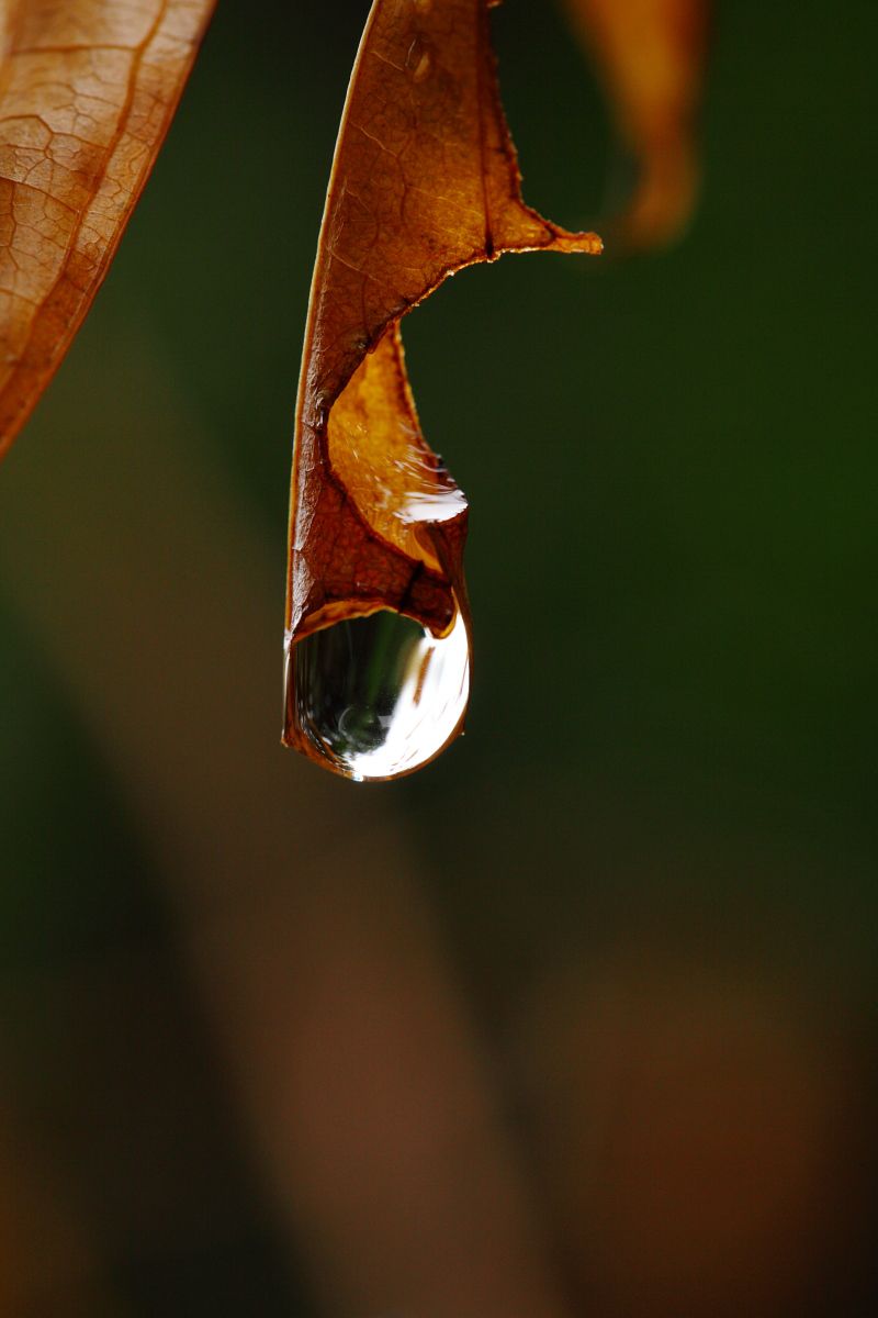 SHI・ZU・KU | GANREF