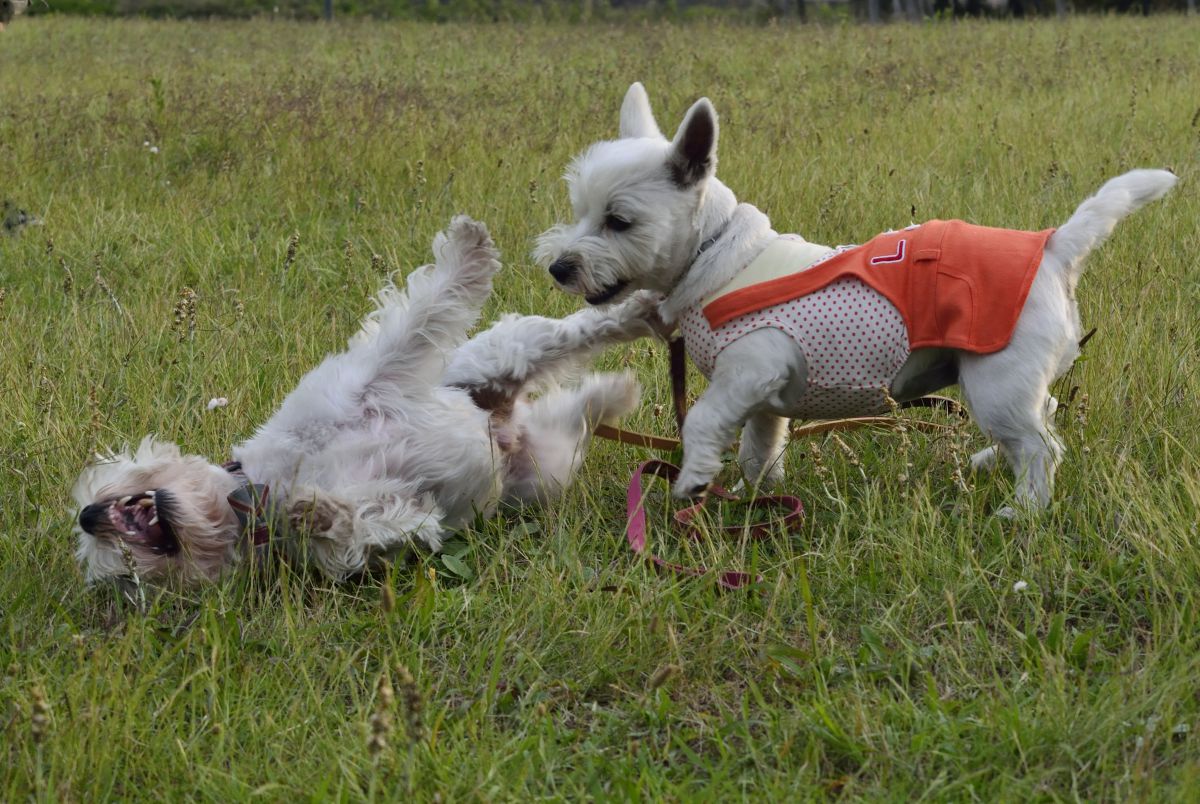 背負い投げキャァ～ン607 | GANREF