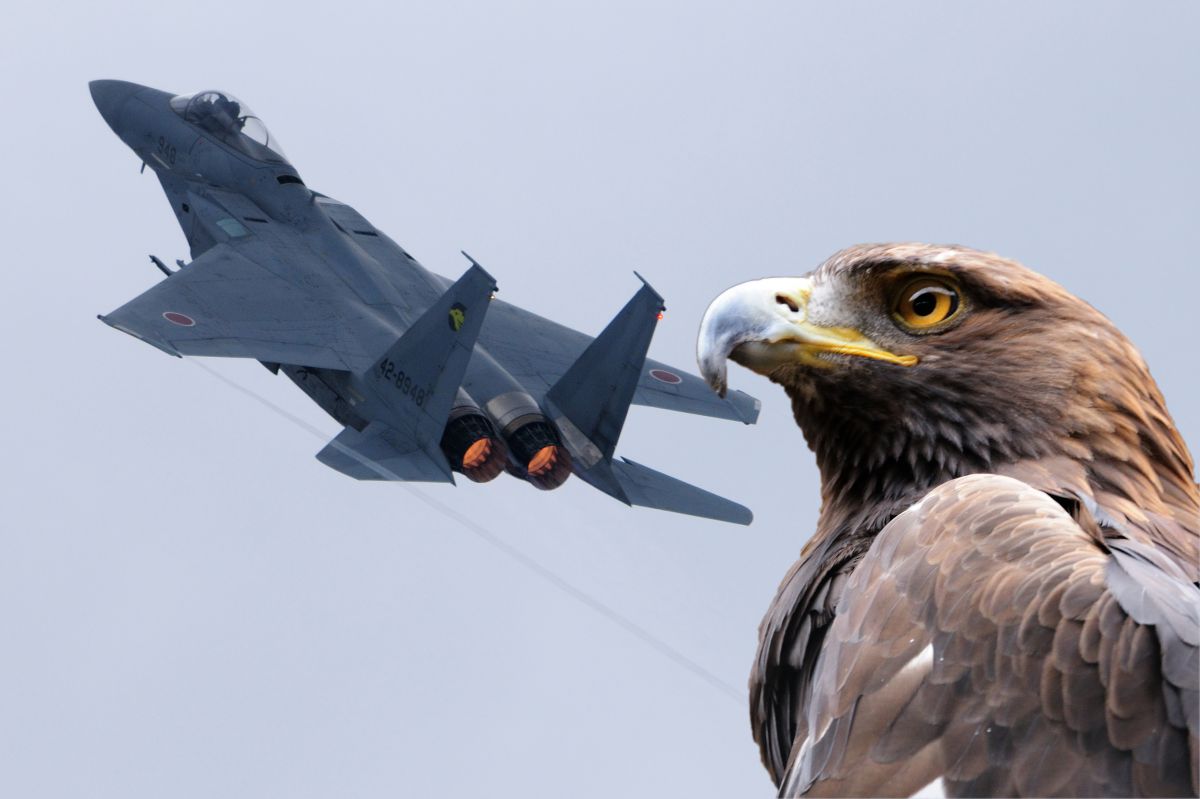 Golden Eagle | GANREF