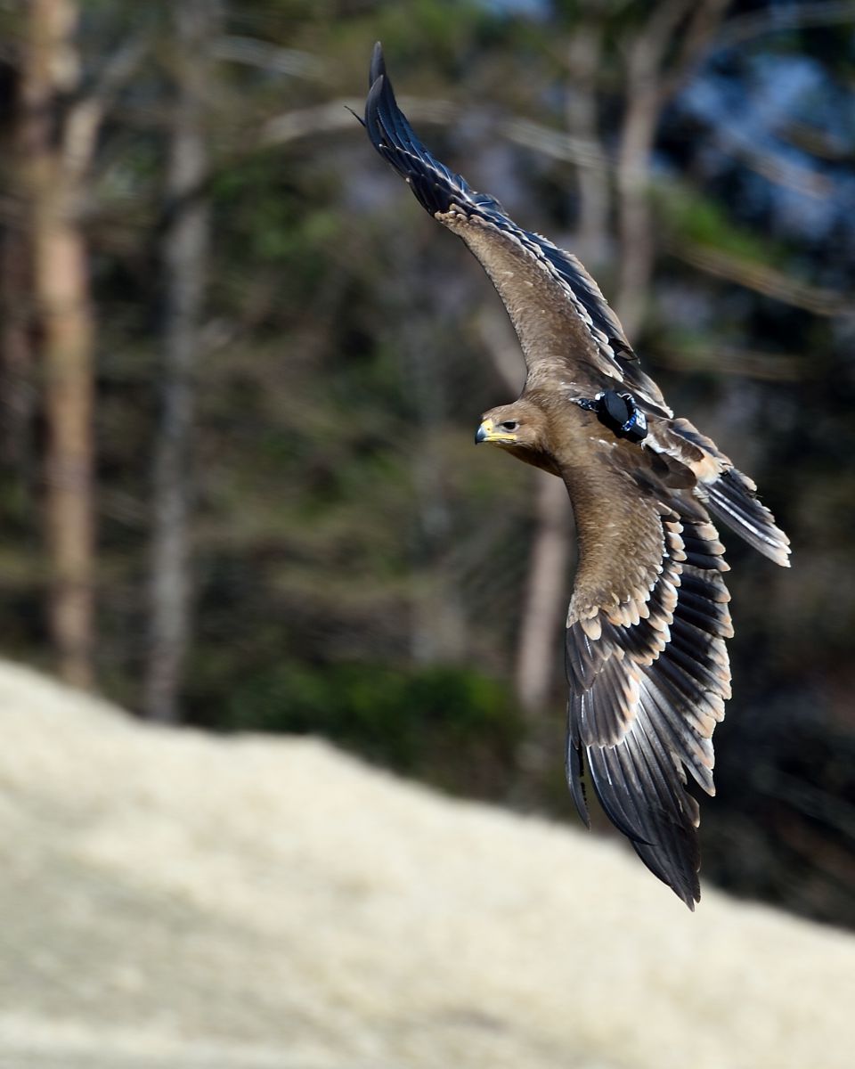 Steppe Golden Eagleの舞い！ | GANREF