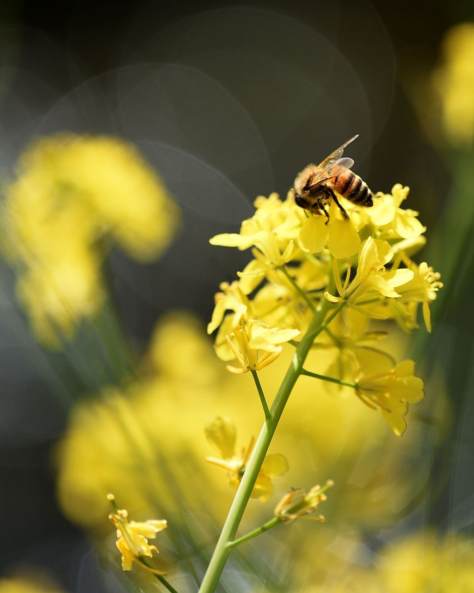 Spring yellow！ | GANREF