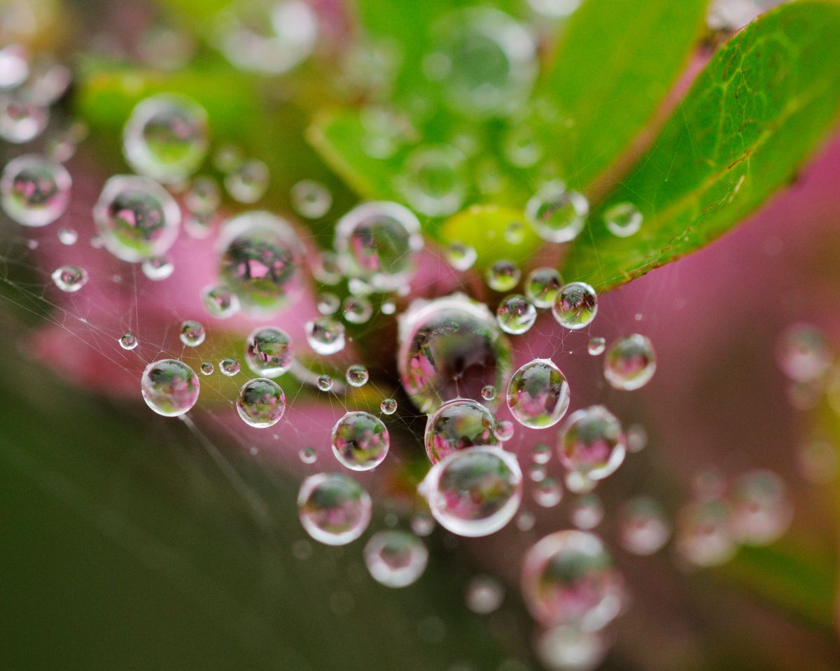 SHIZUKU NETWORK | GANREF