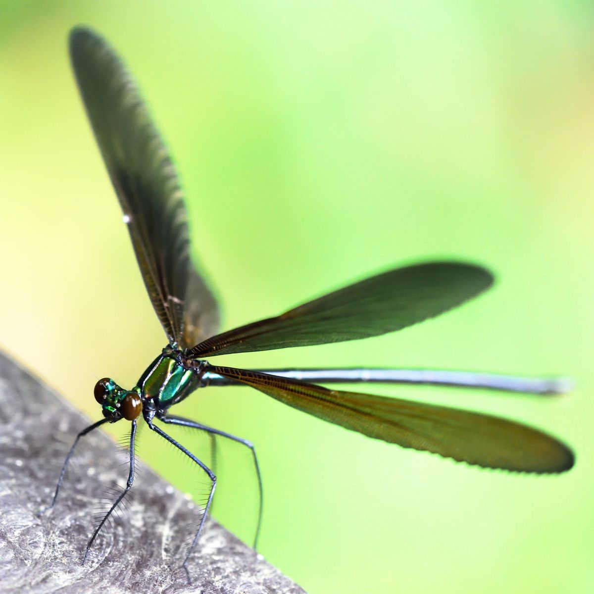 Open your wings！ | GANREF