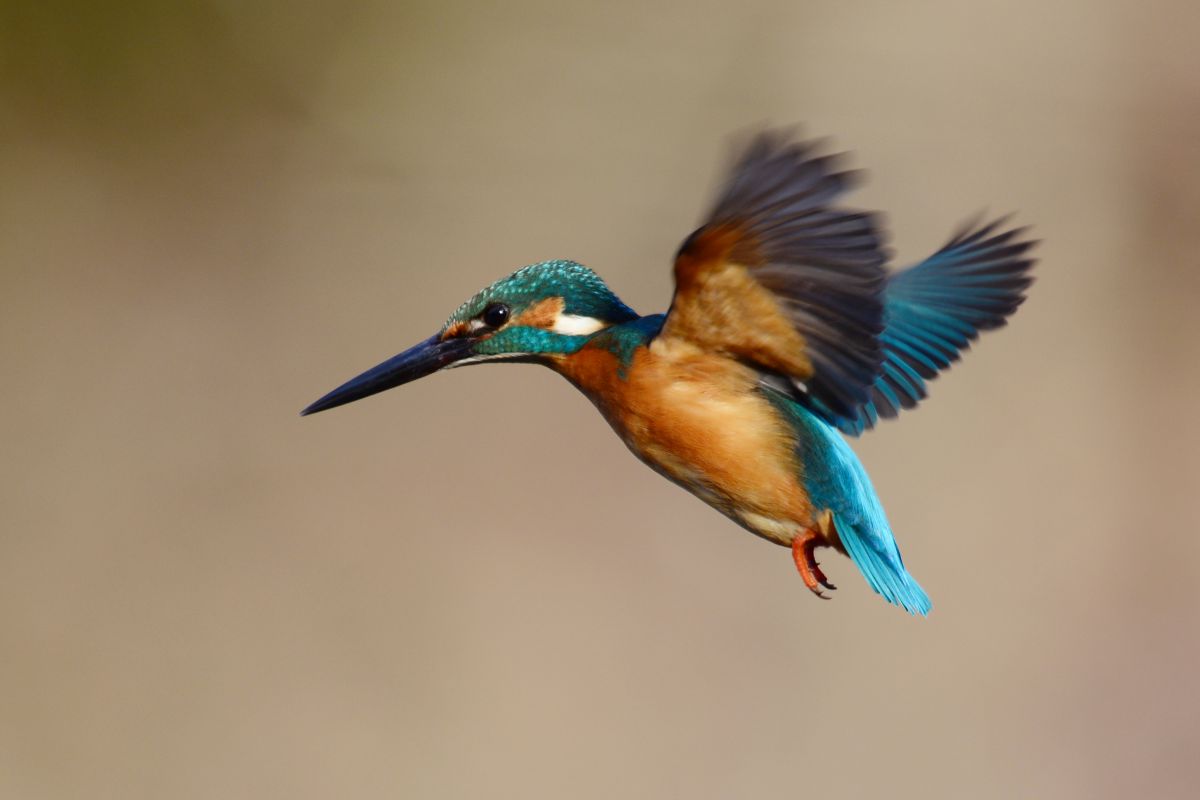 Kingfisher's Hovering！ | GANREF