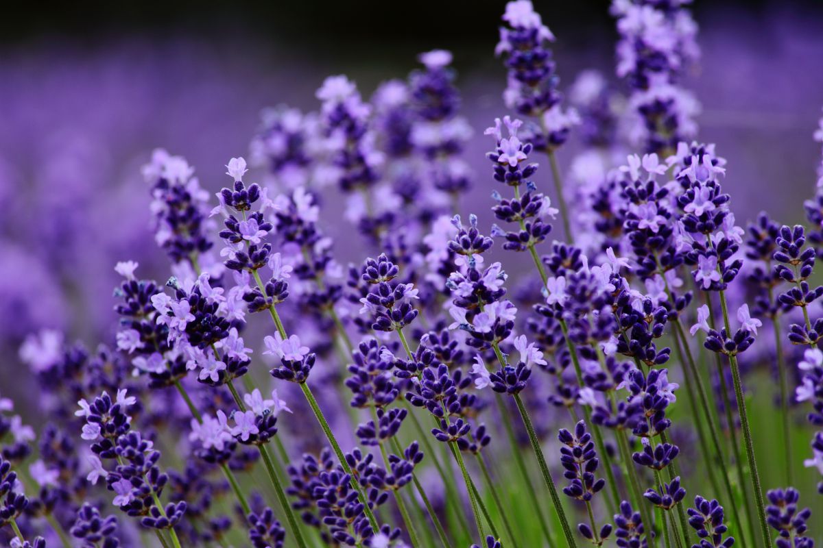 lavender | GANREF