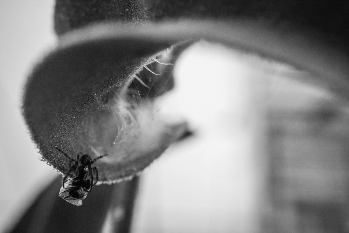 The predator ⑤ | GANREF