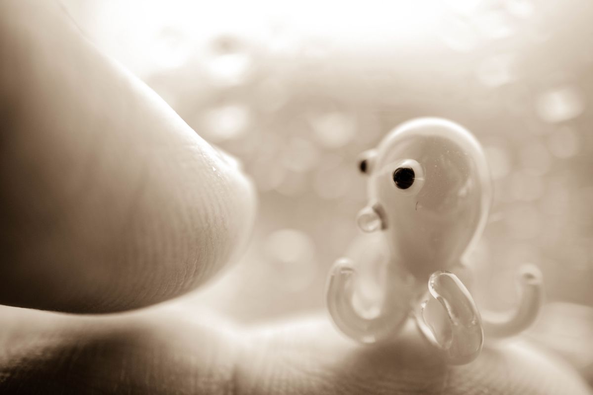 Octopus on the finger | GANREF