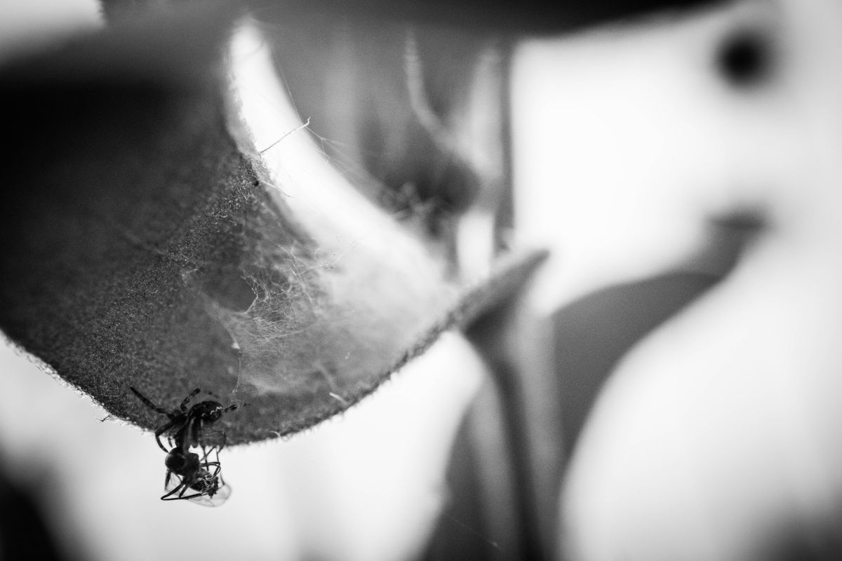 The predator ④ | GANREF