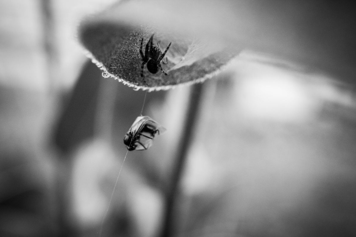 The predator ② | GANREF