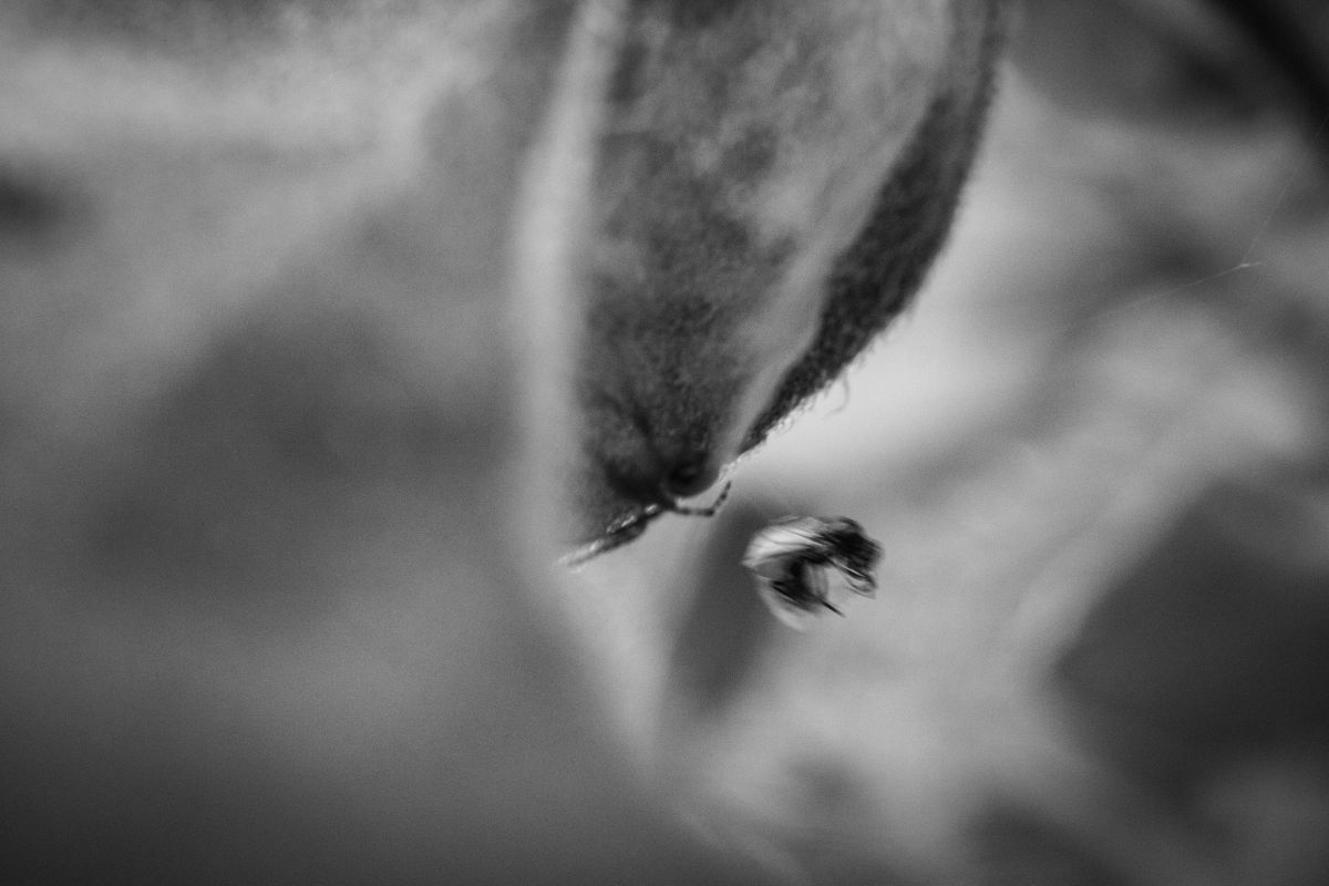 The predator ③ | GANREF