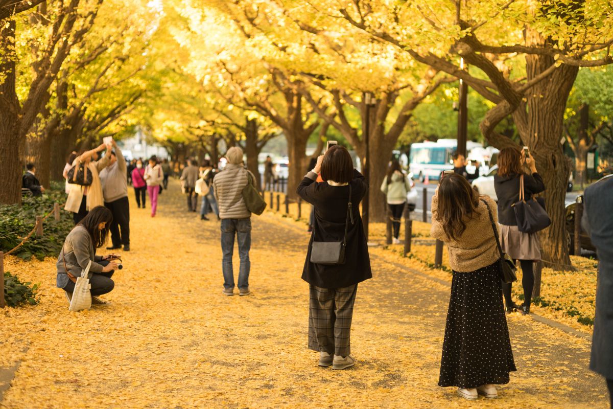 Line of gingko trees | GANREF