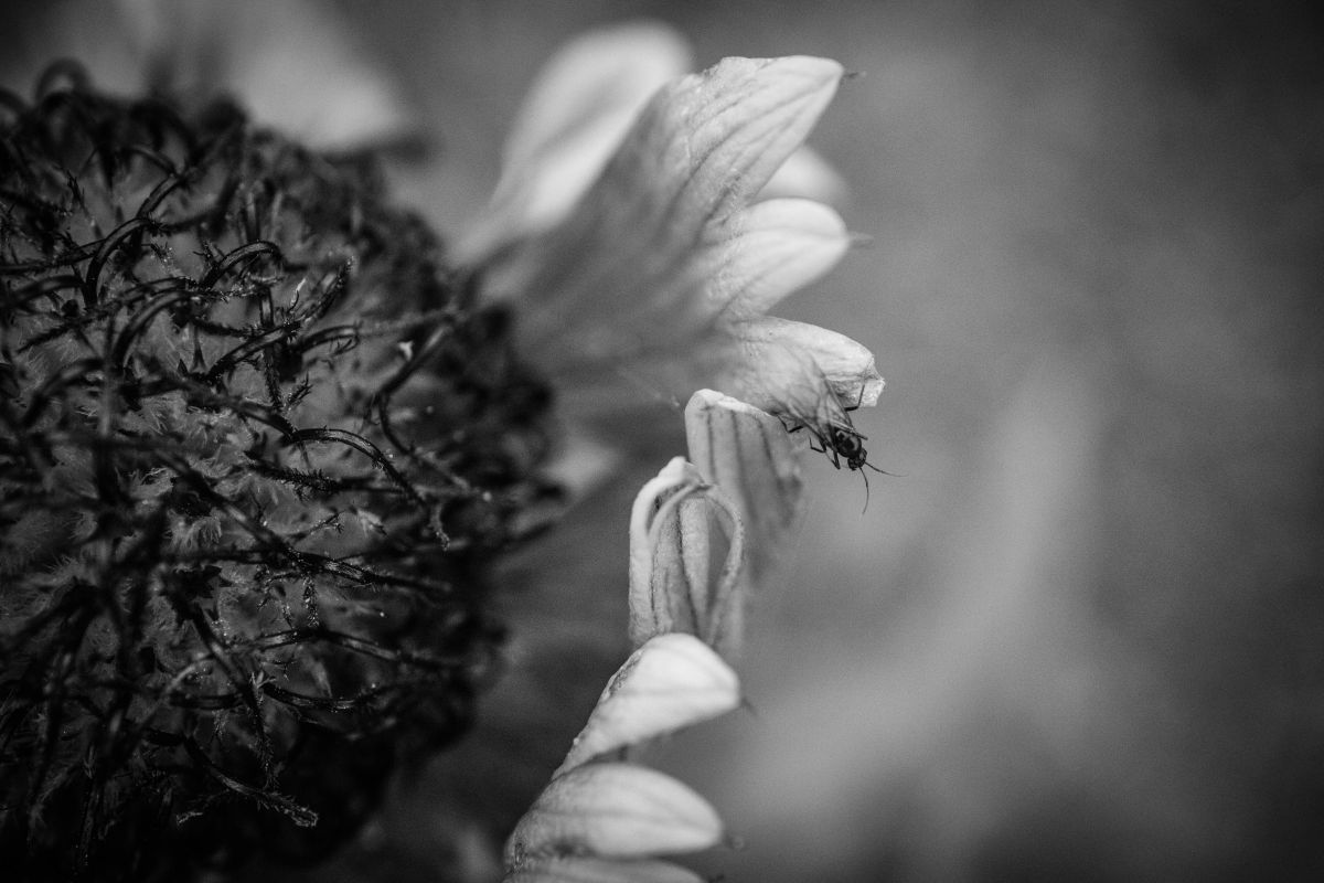 The predator ① | GANREF