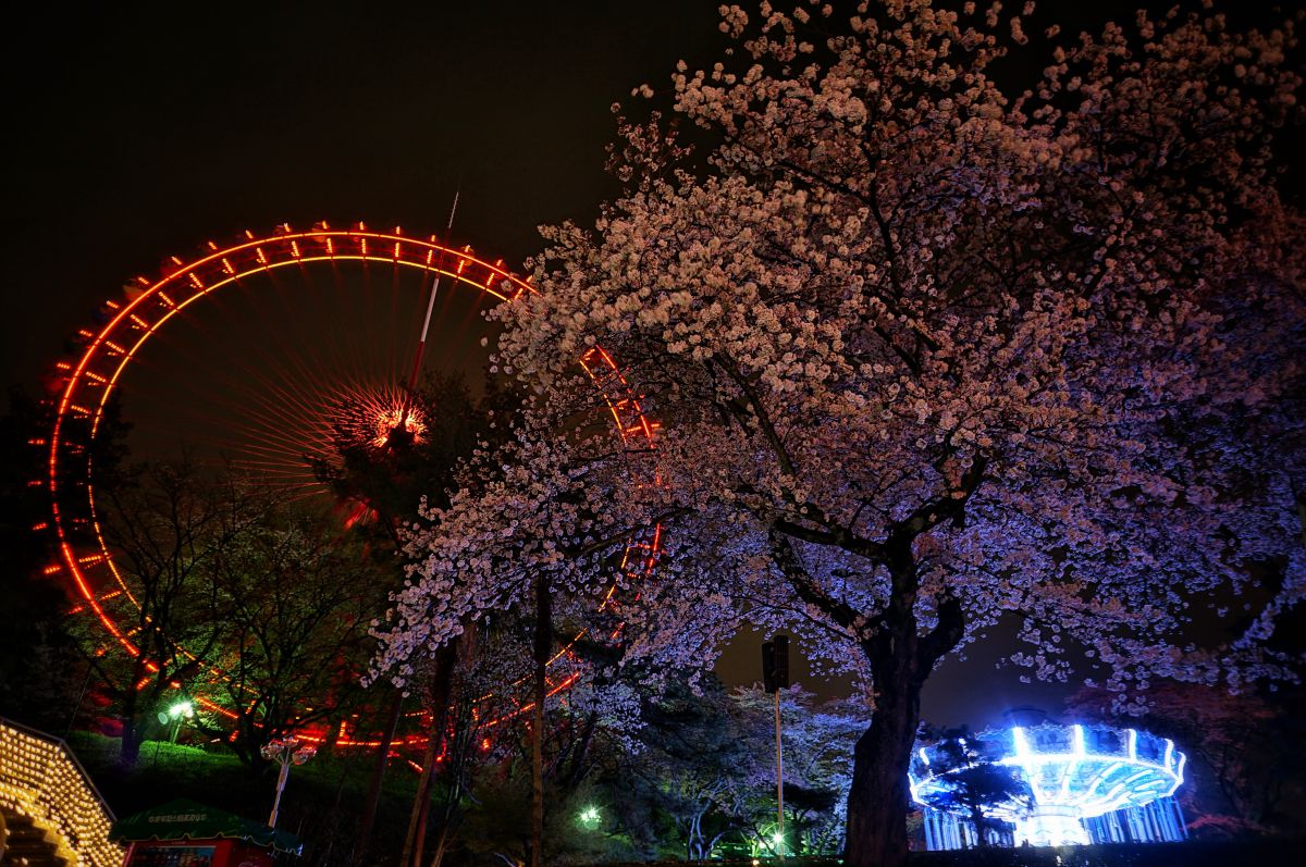 Sakura illumination | GANREF