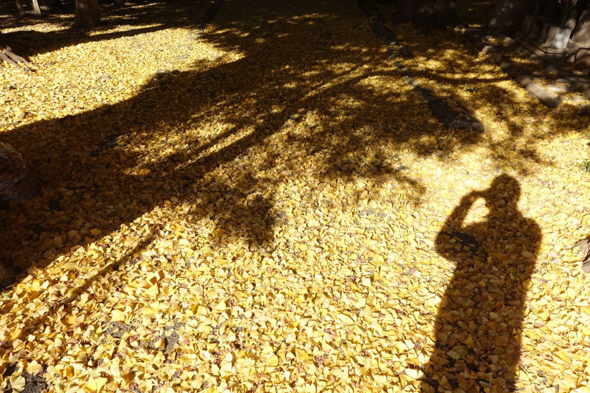 shadow on the gold leaf | GANREF