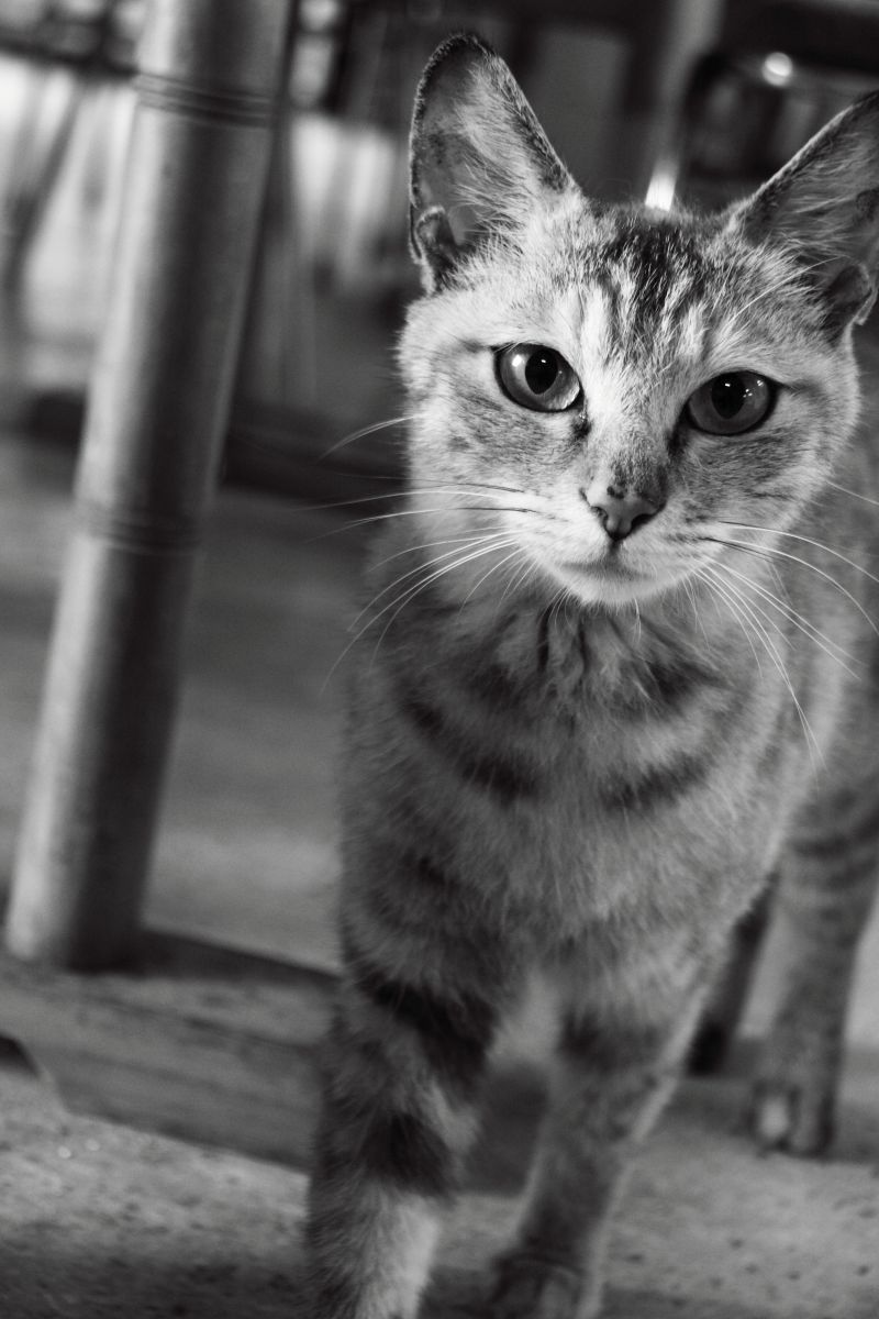 どちら様？ | GANREF