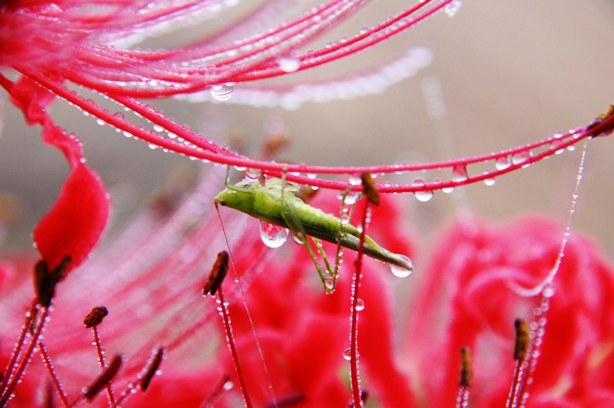 露を背負って | GANREF