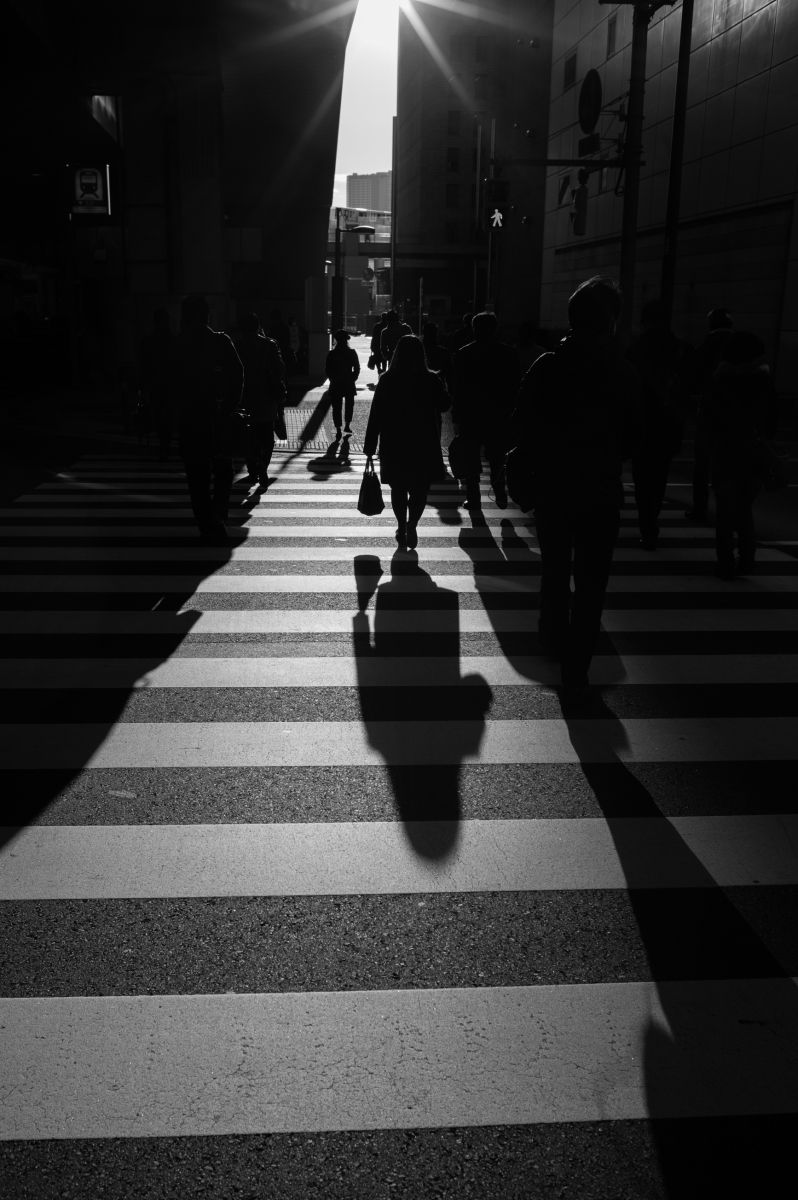 Zebra Delta | GANREF