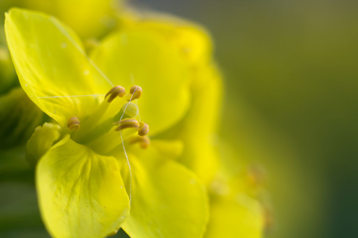 Spider's Silk | GANREF