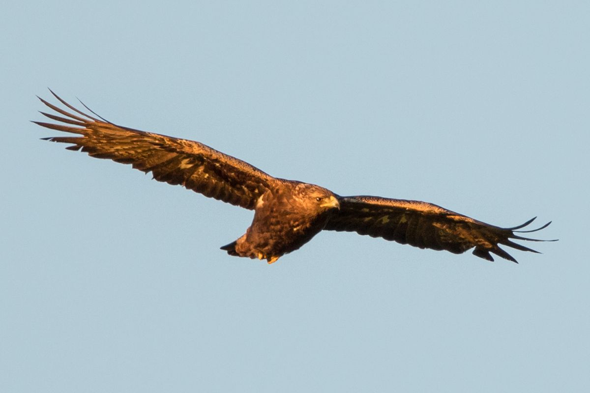 美しきGolden Eagle | GANREF