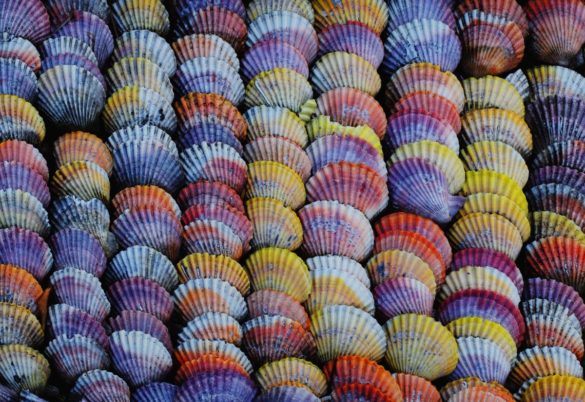 rainbow shells | GANREF