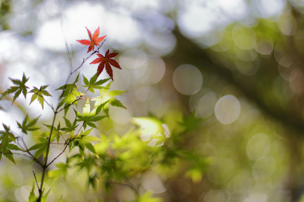 少しだけ色づいて | GANREF