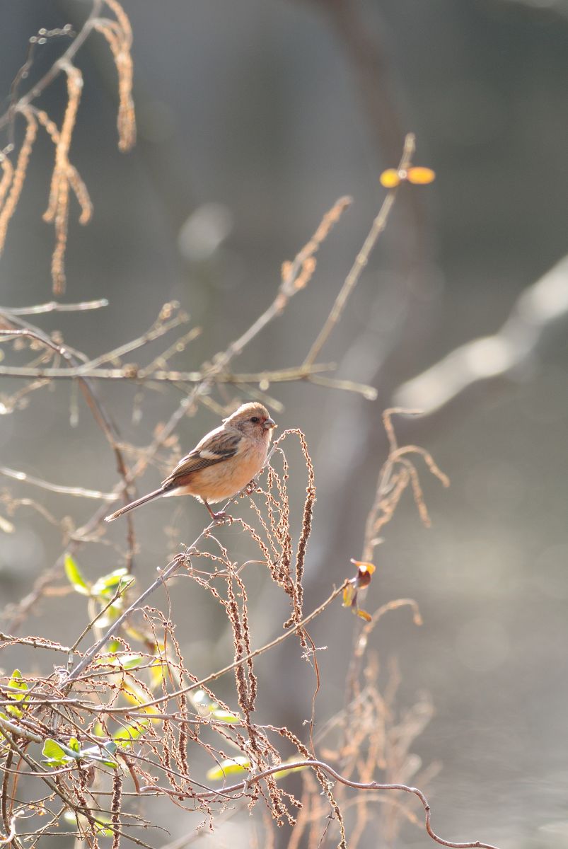 西日受けて | GANREF