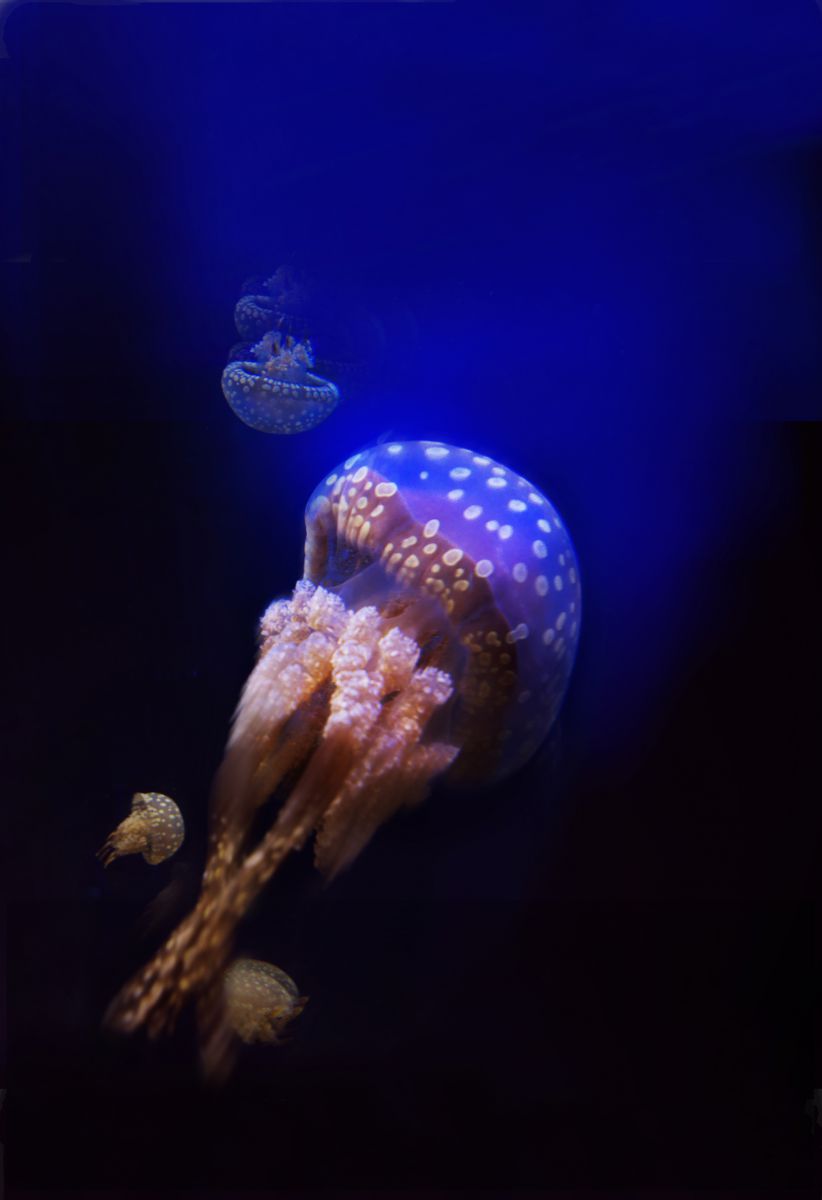 Aqua-fantasy | GANREF