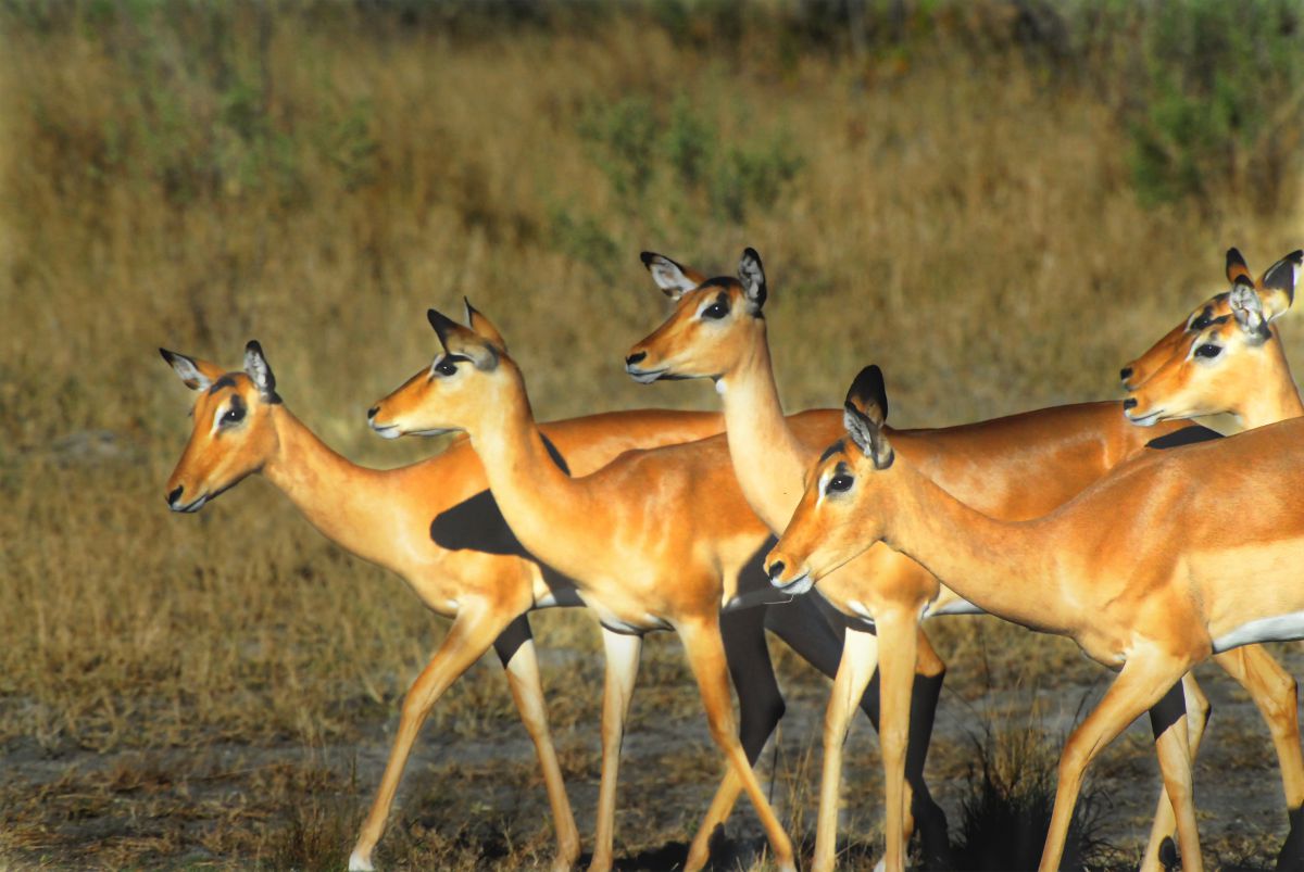 Lookout.jpg | GANREF