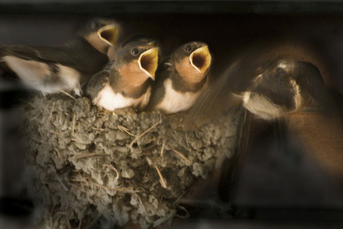 Mom ! My turn ! ! ! | GANREF