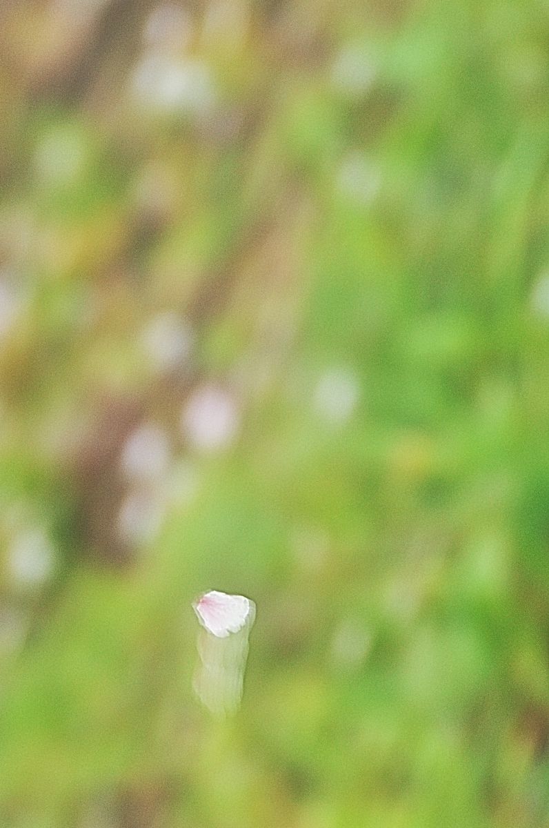 仲間のもとへ・・。 | GANREF