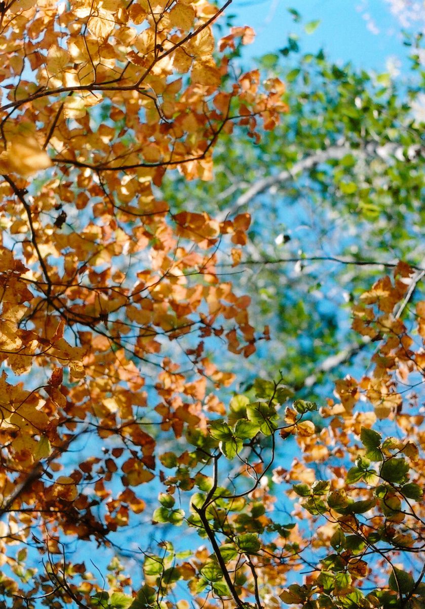 いろとりどりをつかまえよう。 | GANREF