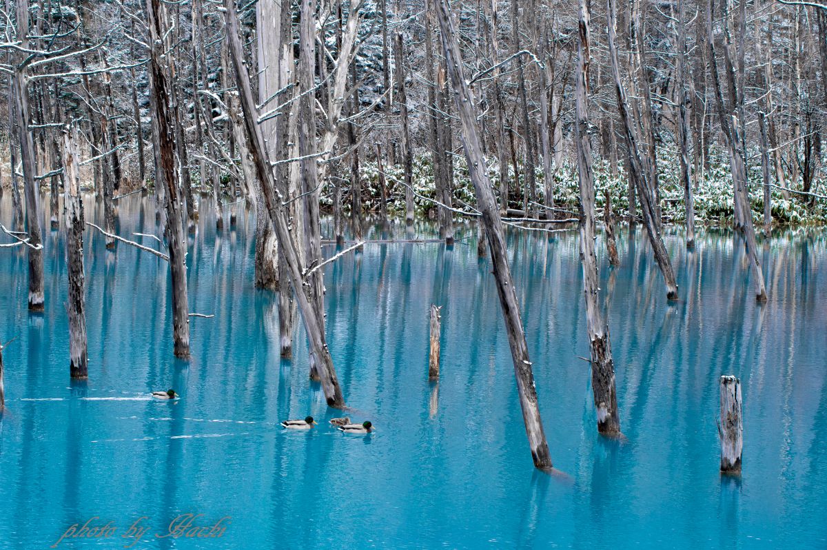 Blue pond and duck | GANREF