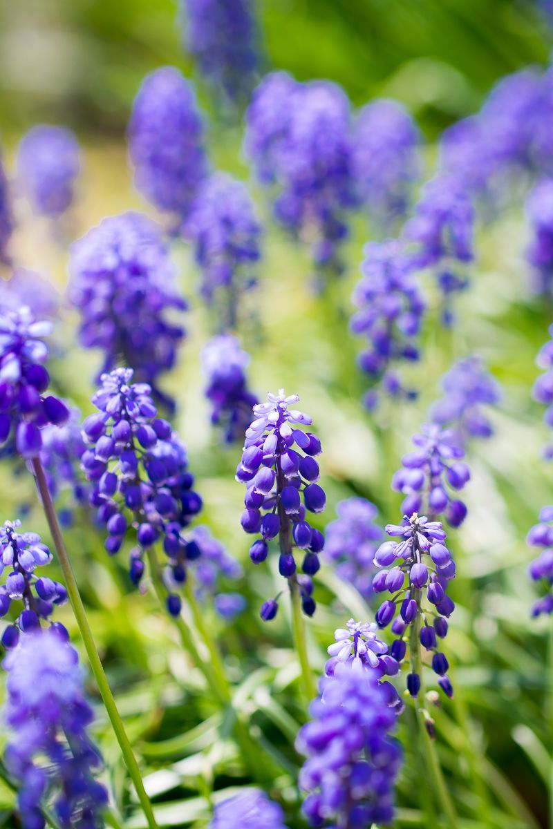 purple wave | GANREF