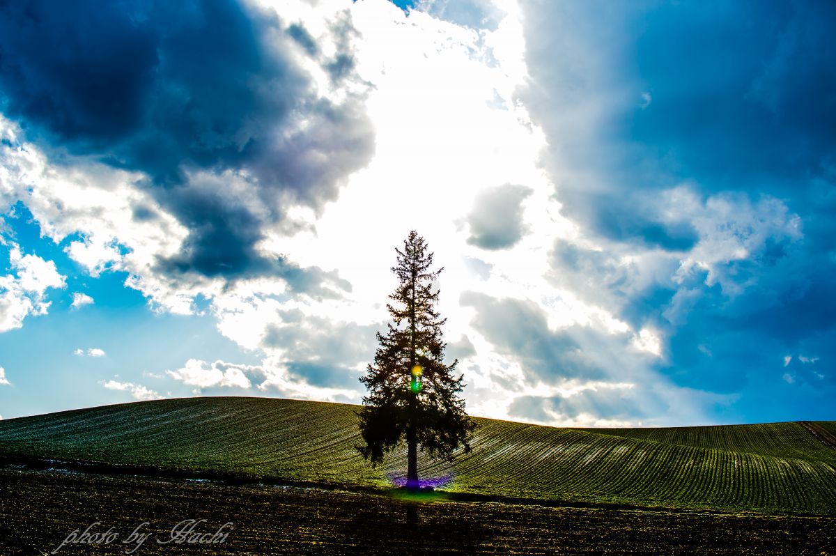 Sunshine and a ghost and Christmas tree | GANREF