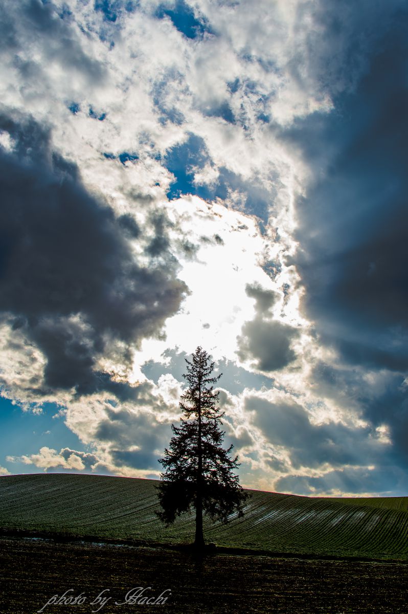 Shine on a tree | GANREF