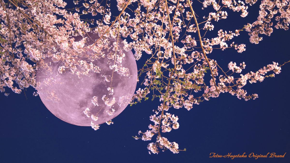 sakura moon | GANREF