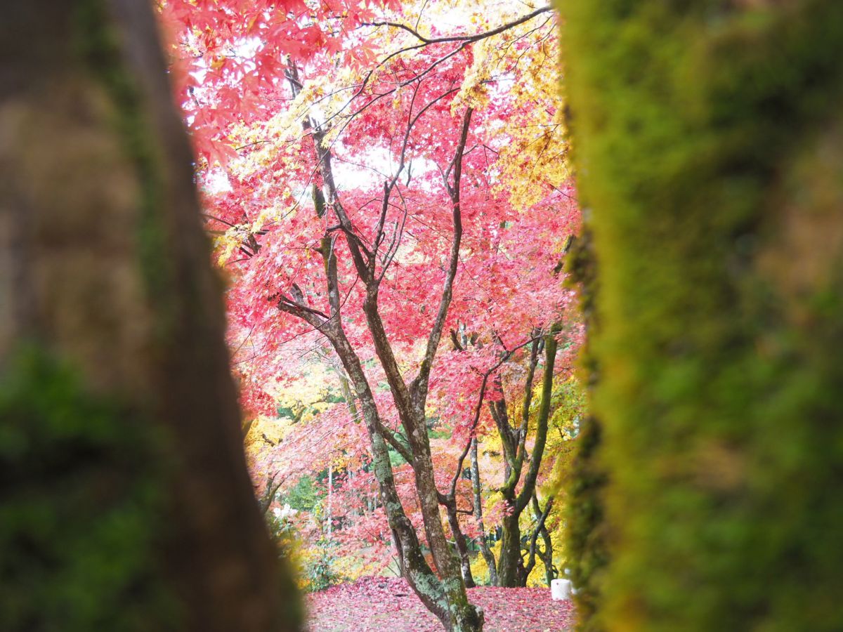 垣間見る紅 | GANREF