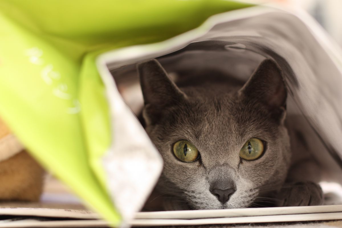 Hide & Seek | GANREF