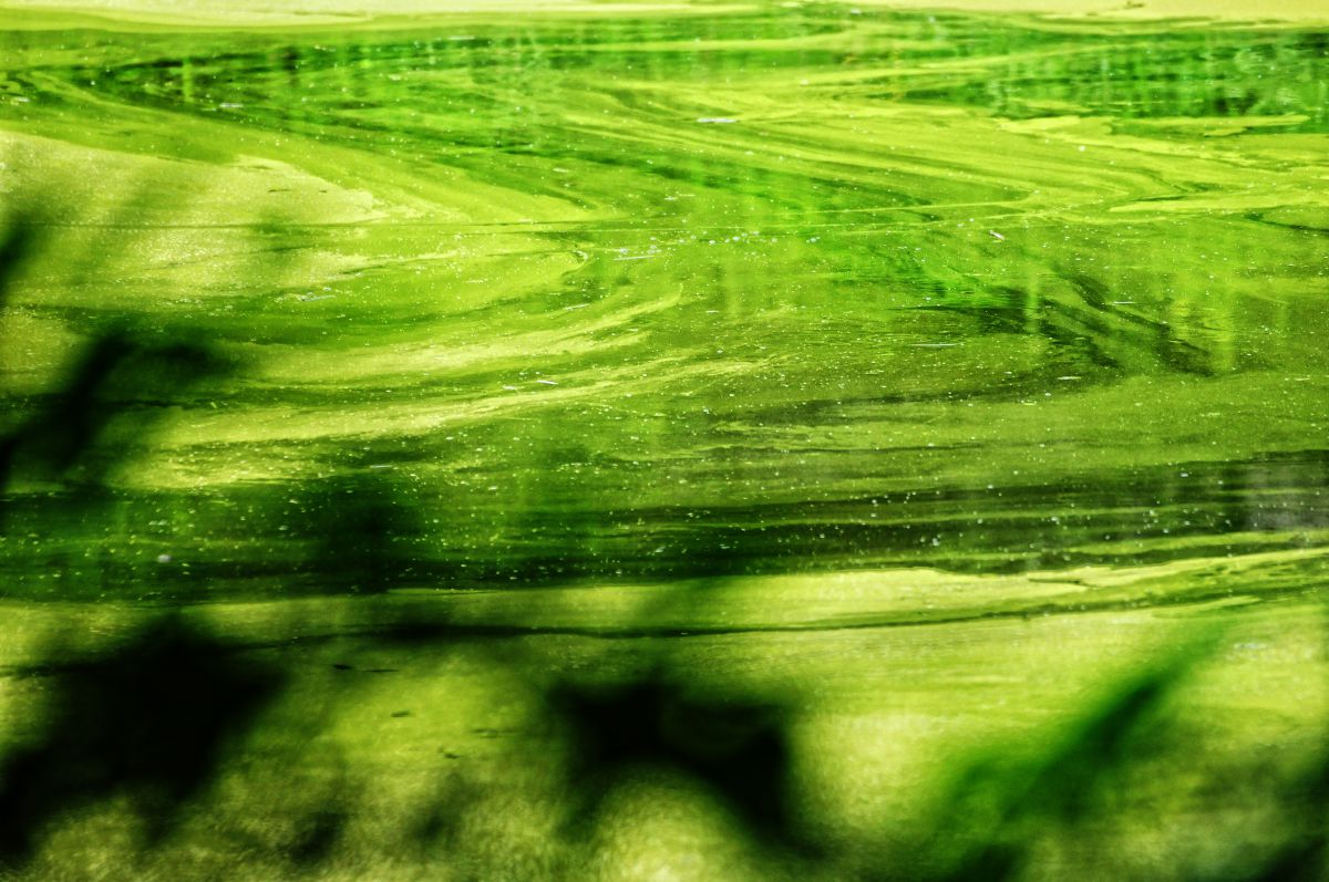 green river | GANREF